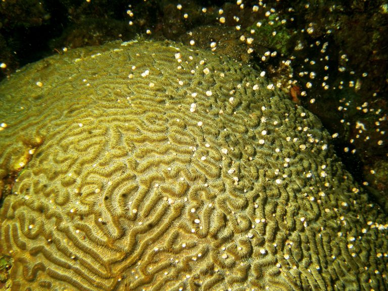 Ecotourism in St. Lucia: Lassoing Lionfish - Food, Wine & Travel