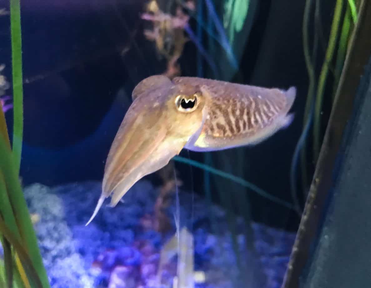 Let the New York Aquarium Transport You to a Different World - Food ...