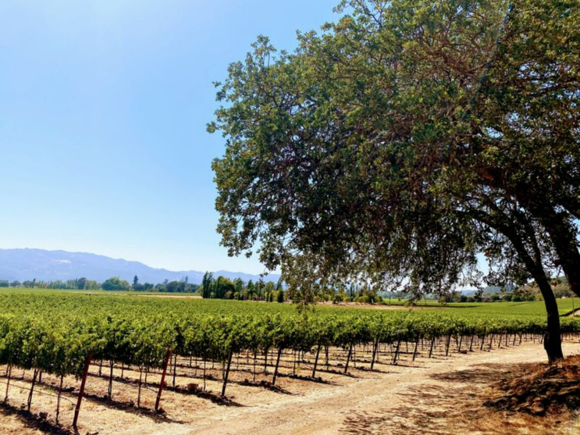 Copper Bear Wines: Napa Fruit and Arizona Roots - Food, Wine & Travel
