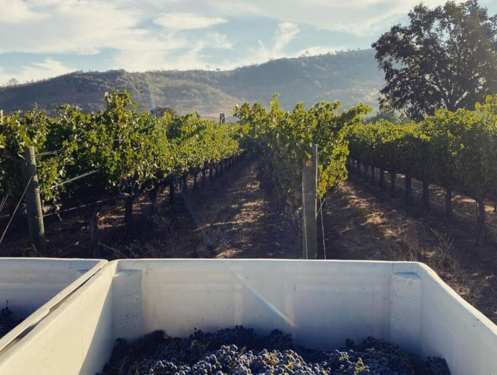 Copper Bear Wines: Napa Fruit and Arizona Roots - Food, Wine & Travel