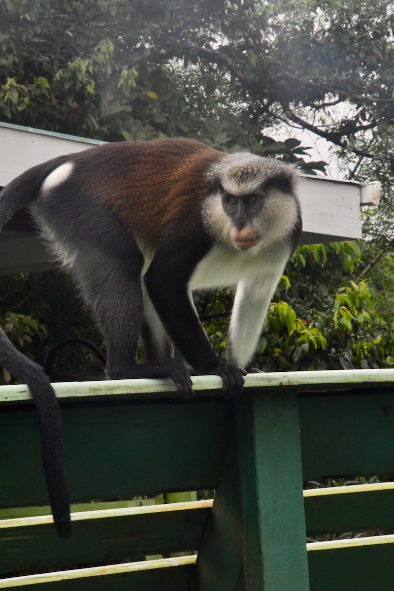 Ecotourism in Grenada - History, Nature Tours, and Where to Stay