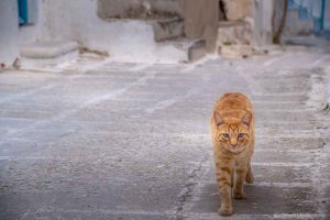 Paros, Greece: A Magical Island at the Crossroads of Sustainable Travel ...