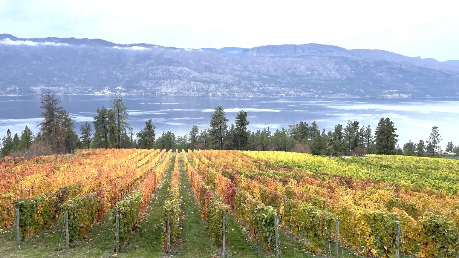 Lake Country’s Renaissance: How Two Wineries Are Redefining Wine ...