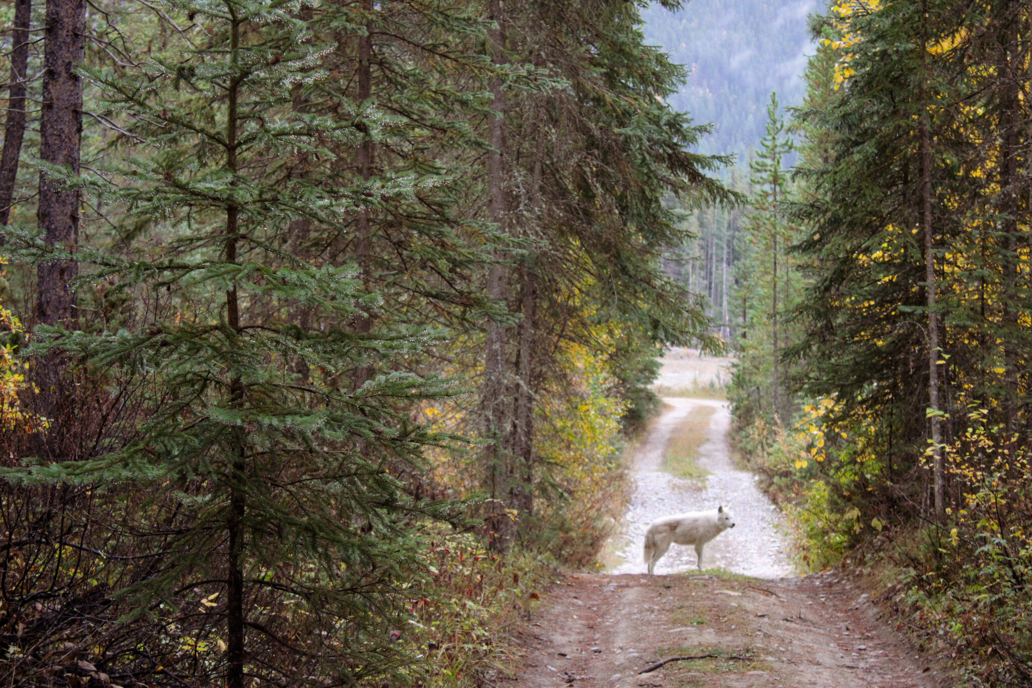 The Ultimate Guide to Jacksonville’s Iconic Camel Rider Sandwich - Food ...